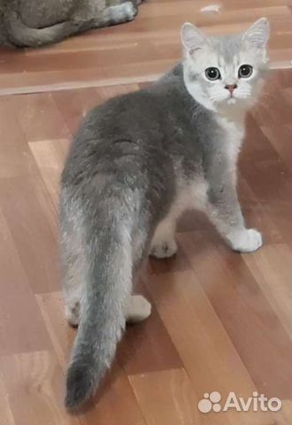 Британский голубой золотой котик