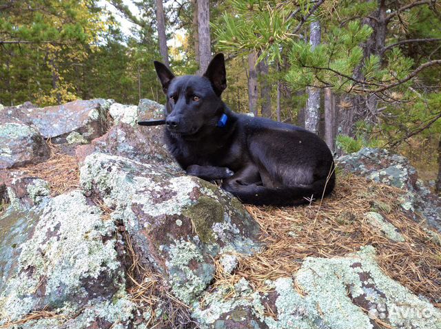 Собака в добрые руки