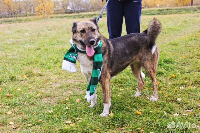 Добрая собака угасает в приюте