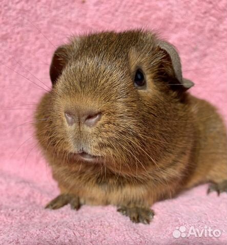 Морская свинка Ан.Селф, мальчик