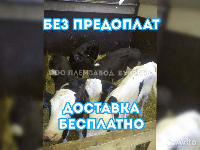 Телята швиц, холмогоры, венгеры и др