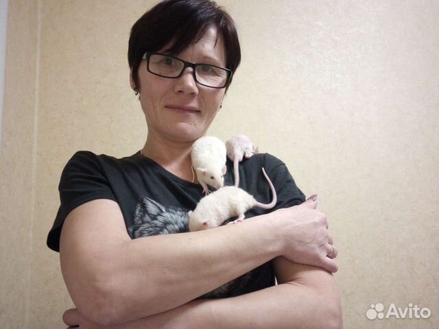 Отдам крысят белых,шебутные красотульки ищут дом