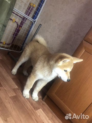 Щенки акита ину