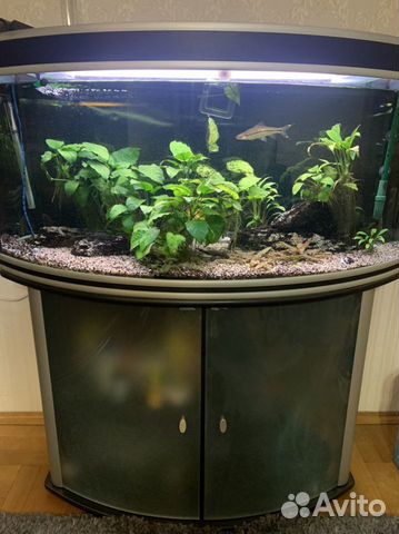 Аквариум с тумбой 250 литров Aquatlantis