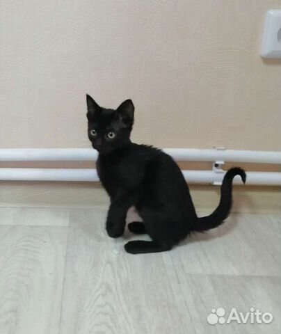 Кошка в дар