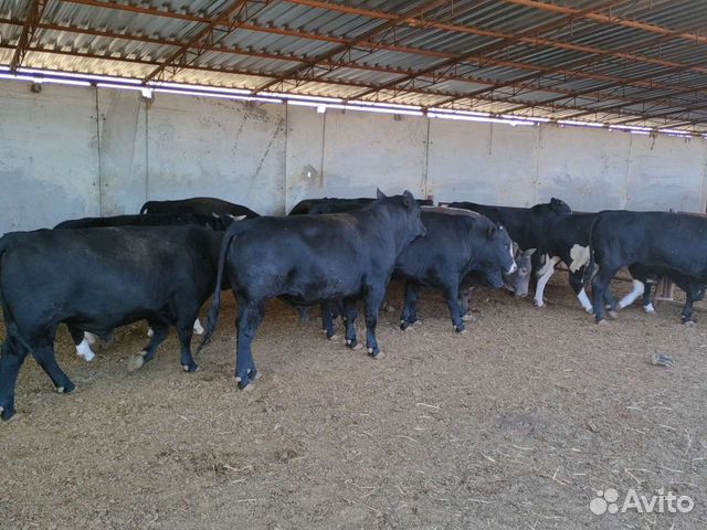 Бычки откормленные помеси Абердин