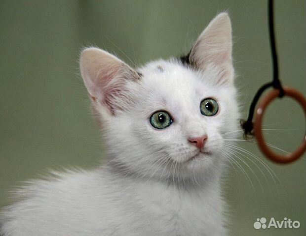 Чудо котята Ласка и Мормышка 2 месяца в дар