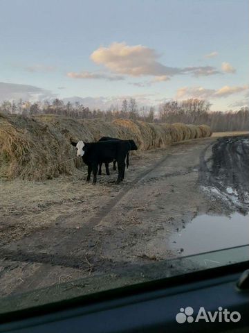 Подсосных телочки