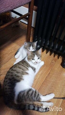 Кошка и котёнок в дар