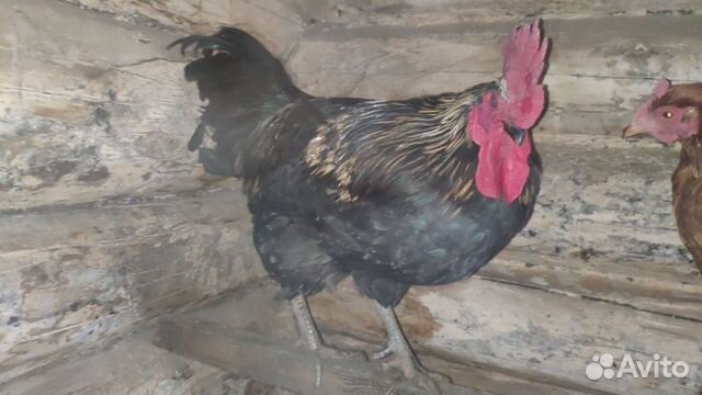 Куры петухи