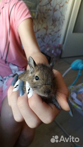 Бельчата Дегу