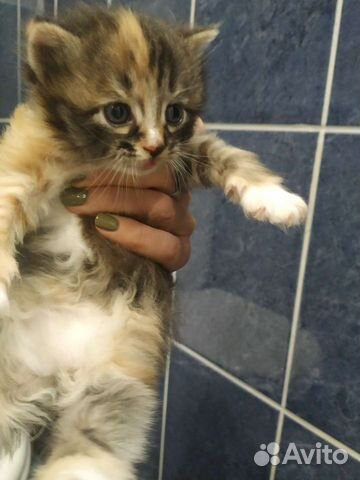 Кошка, 1.5 месяца