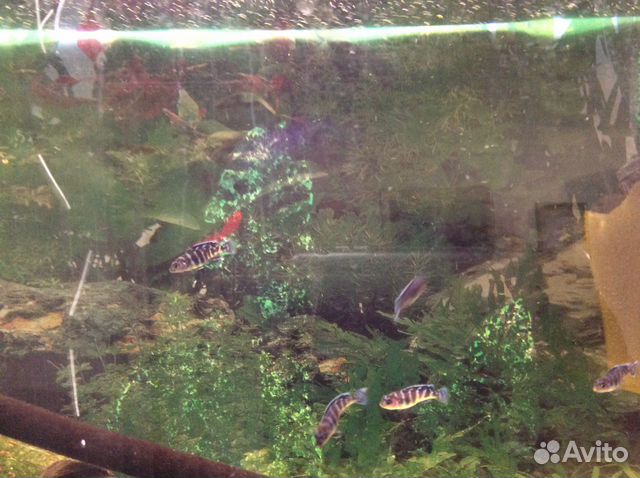 Рыбки аквариумные демасони