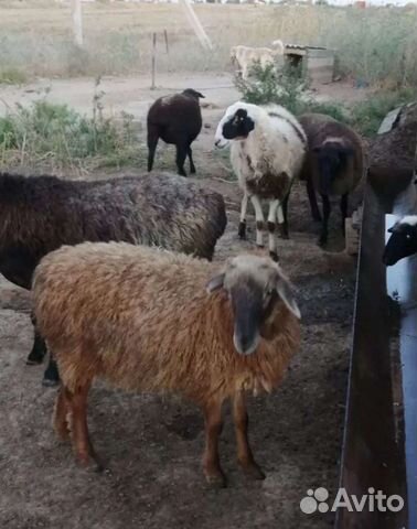 Овцы годовалые, ярки
