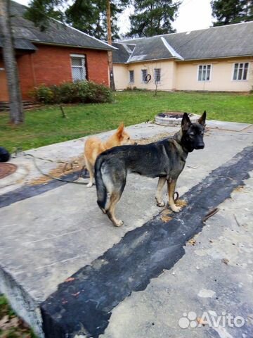 Собаки бесплатно в добрые руки