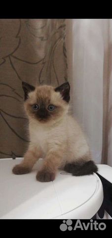 Кошки