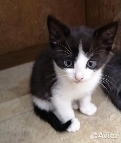 Котенок Морис