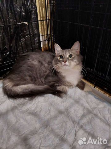 Ищет временный,или постоянный дом