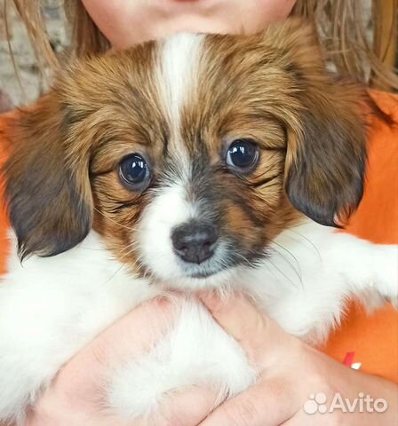 Фален девочка