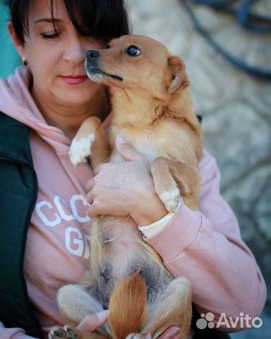 Сонечка в добрые руки