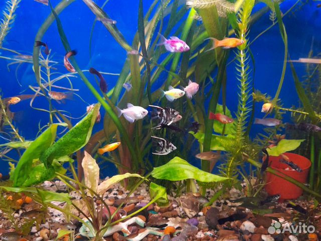 Аквариумные рыбы.И ростении