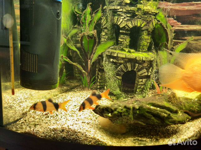 Боция клоун