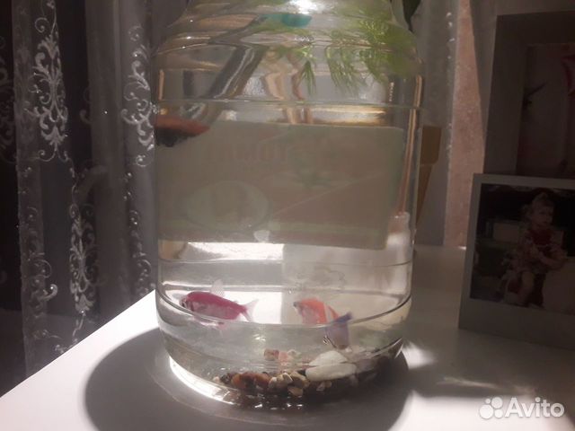 Продам тернеция 3 шт