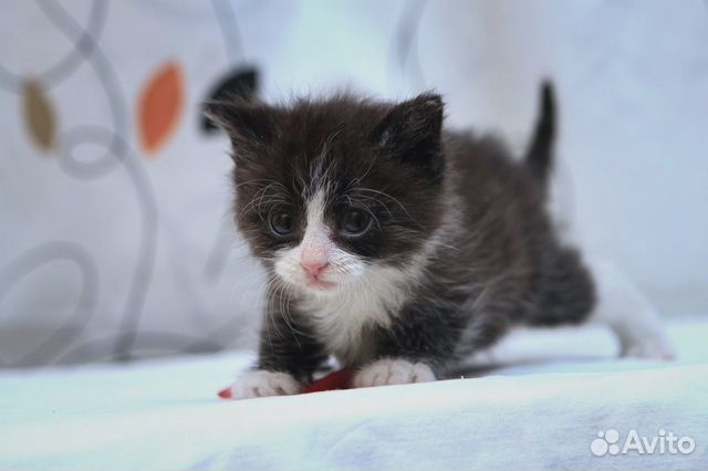 Котёнок мальчик маркиз
