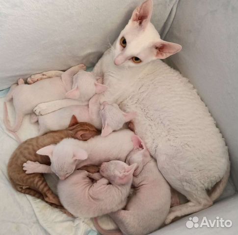 Котята корниш-рекс