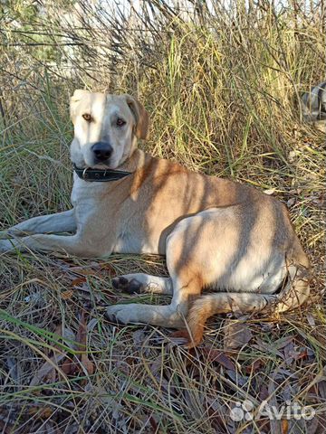 Охотничья собака