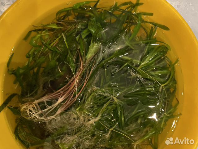 Аквариумные растения