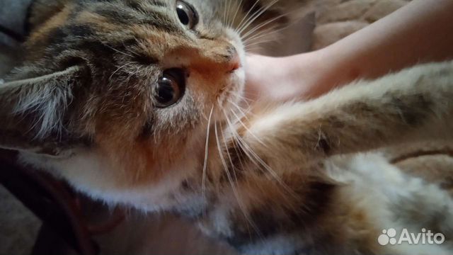 Котенок подкидыш