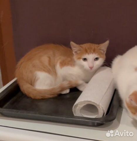 Мистер Х в добрые руки дар бесплатно