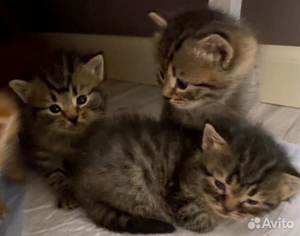 Котята бесплатно