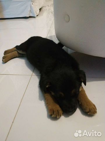 Щенок ротвейлера в добрые руки