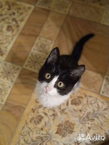 Кошка в дар