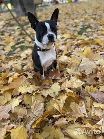 Бостон терьер для вязки