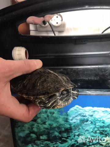 Крсноухая черепаха