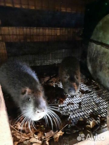 Нутрии на племя