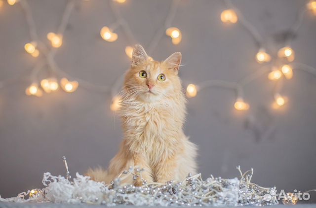 Кот Пушок в дар