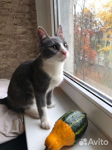 Котёнок Адам в добрые руки