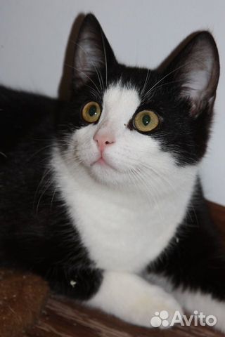 Котенок 6мес