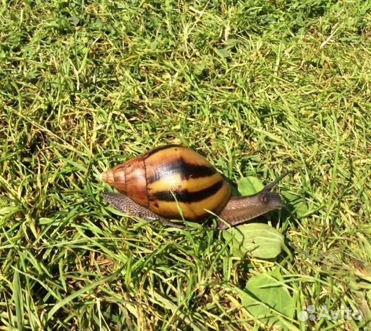 Ахатина Ахатина Тигр, Архахатины Маргината Овум