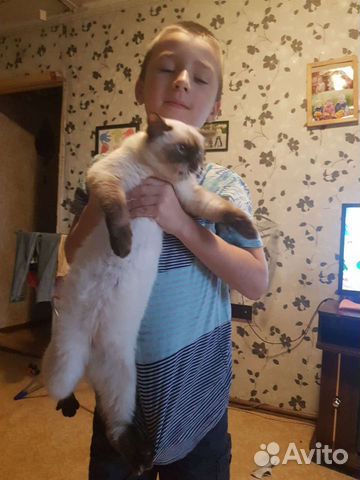 Кошка на вязку