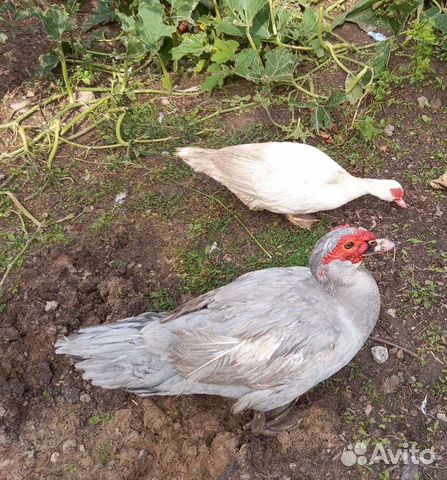 Семья индоуток