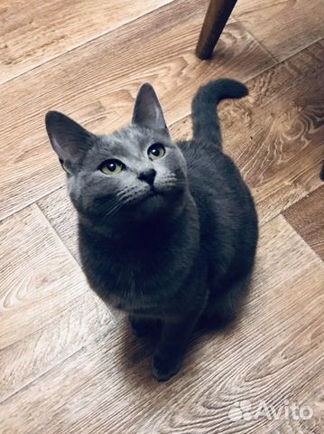 Эстер Кошка Котенок ищет дом