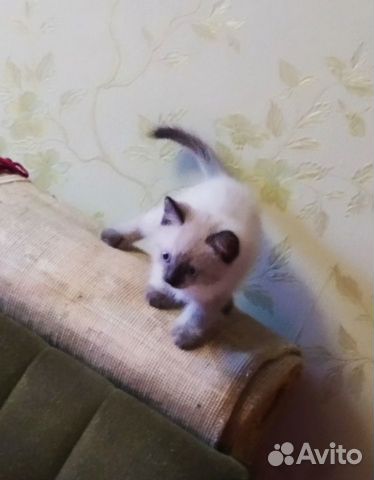 Котëнок в хорошие руки