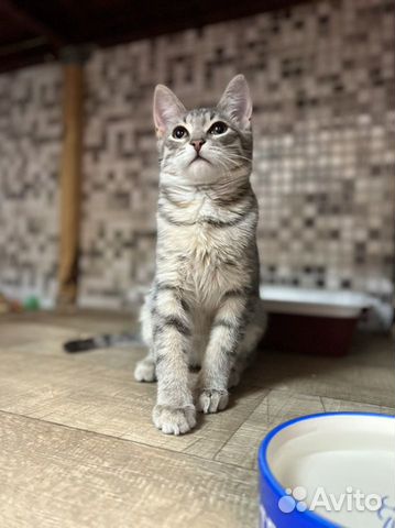 Котенок Кроша 3,5 мес