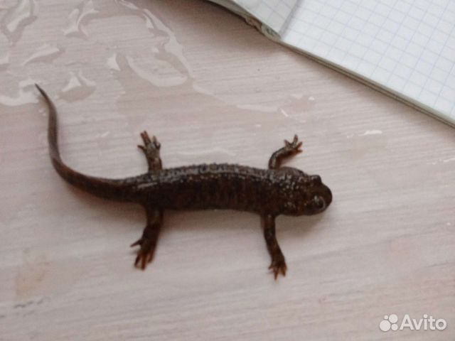 Тритоны испанские продам 2 двух с аквариумом и с ф