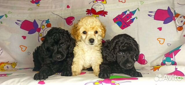 Щенки карликового пуделя
